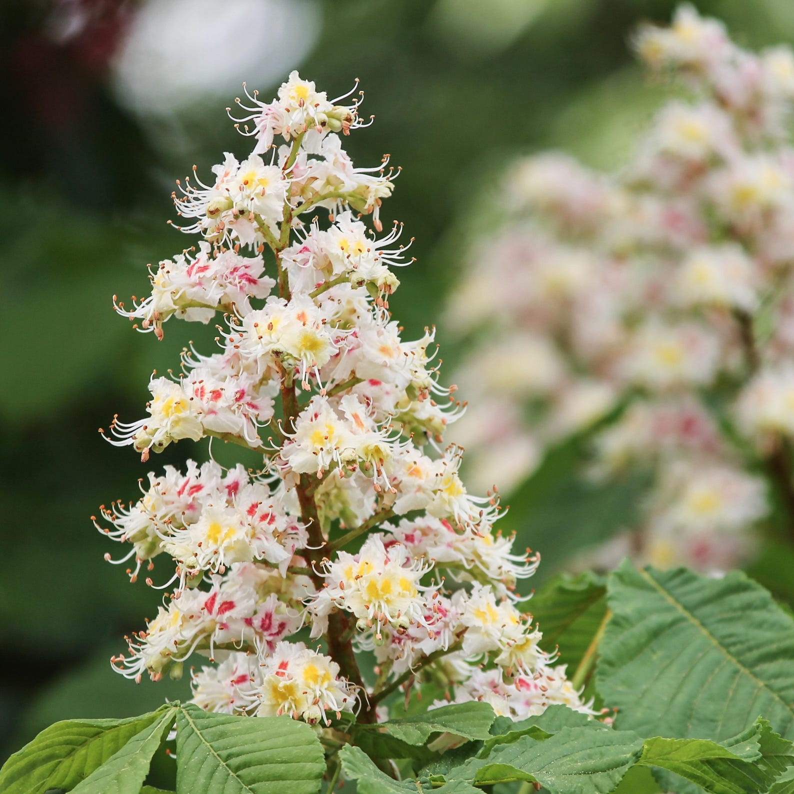 Mexican Buckeye Tree Seeds - Ungnadia Speciosa - Texas Native Trees ...