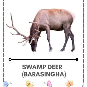 40 Wild Animals Flash Cards|nurssary Flash Card| Printable Flash Cards ...