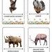 40 Wild Animals Flash Cards|nurssary Flash Card| Printable Flash Cards ...