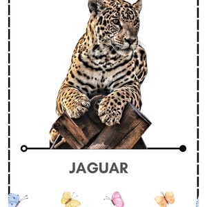 40 Wild Animals Flash Cards|nurssary Flash Card| Printable Flash Cards ...