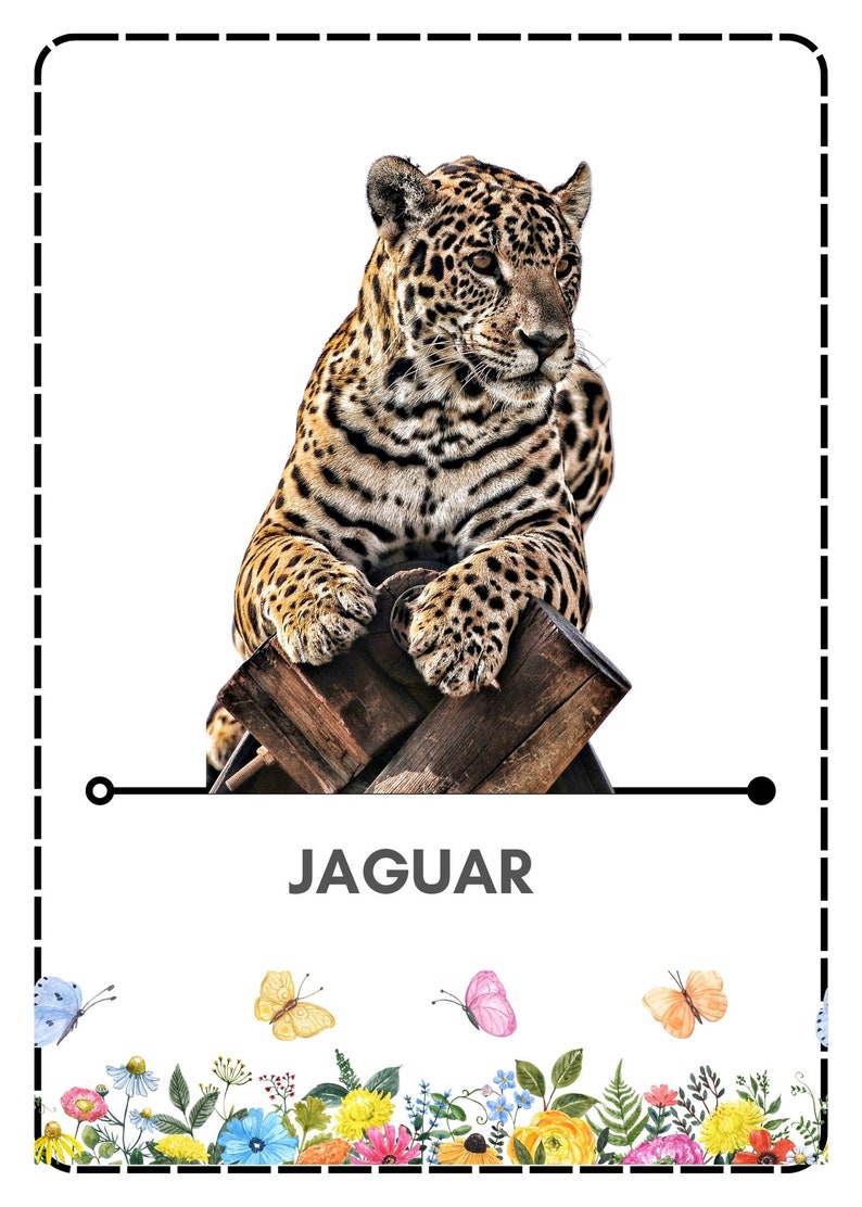 40 Wild Animals Flash Cards|nurssary Flash Card| Printable Flash Cards ...
