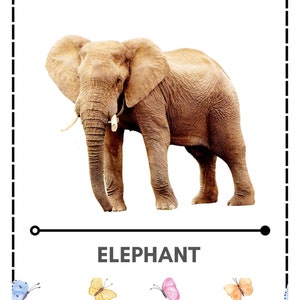 40 Wild Animals Flash Cards|nurssary Flash Card| Printable Flash Cards ...