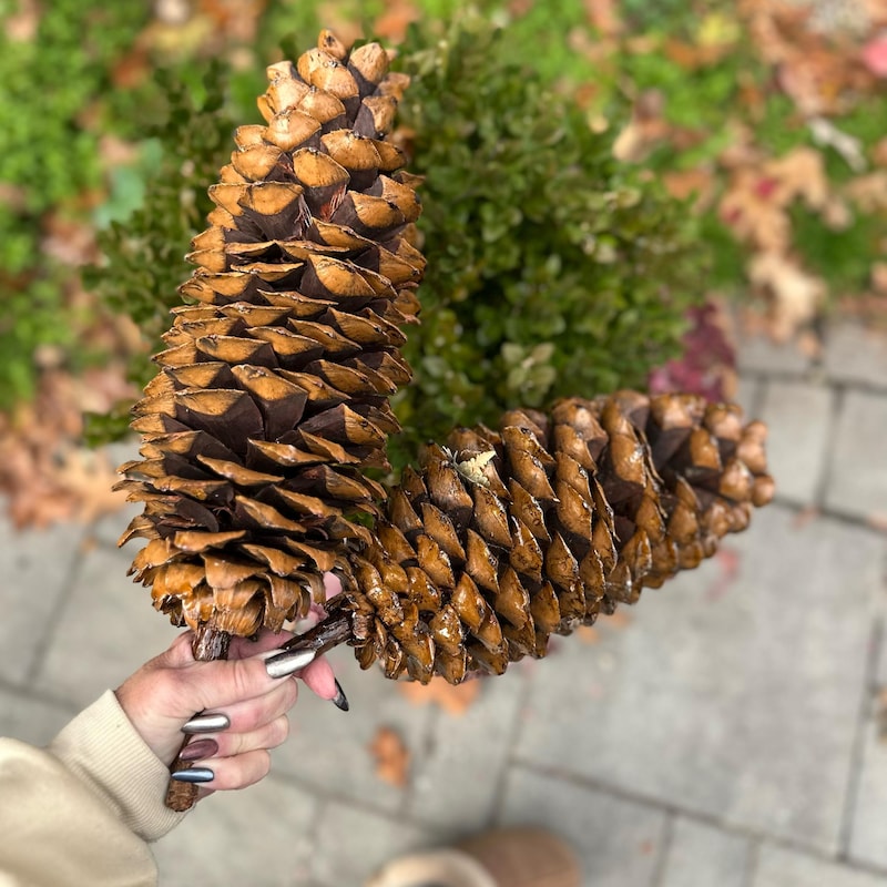 Extra Large Pine Cones - Etsy