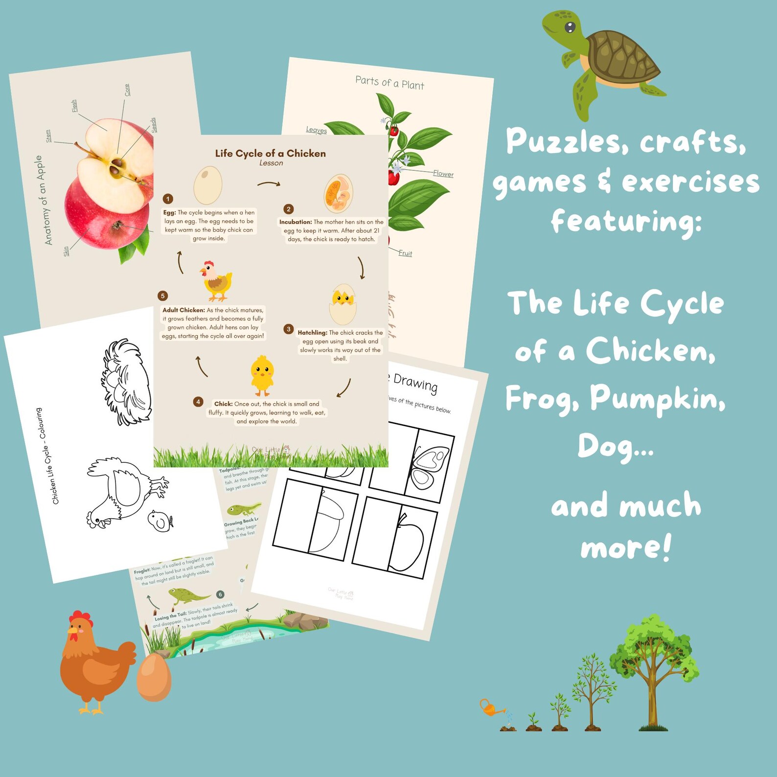 Life Cycles 40 Pages Printable Kids Activities Workbook, EYFS, 3 Years ...