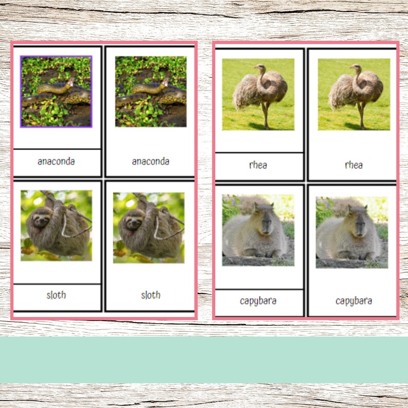 Animals World Montessori Cards, Animals Flash Cards, Three Part Cards ...