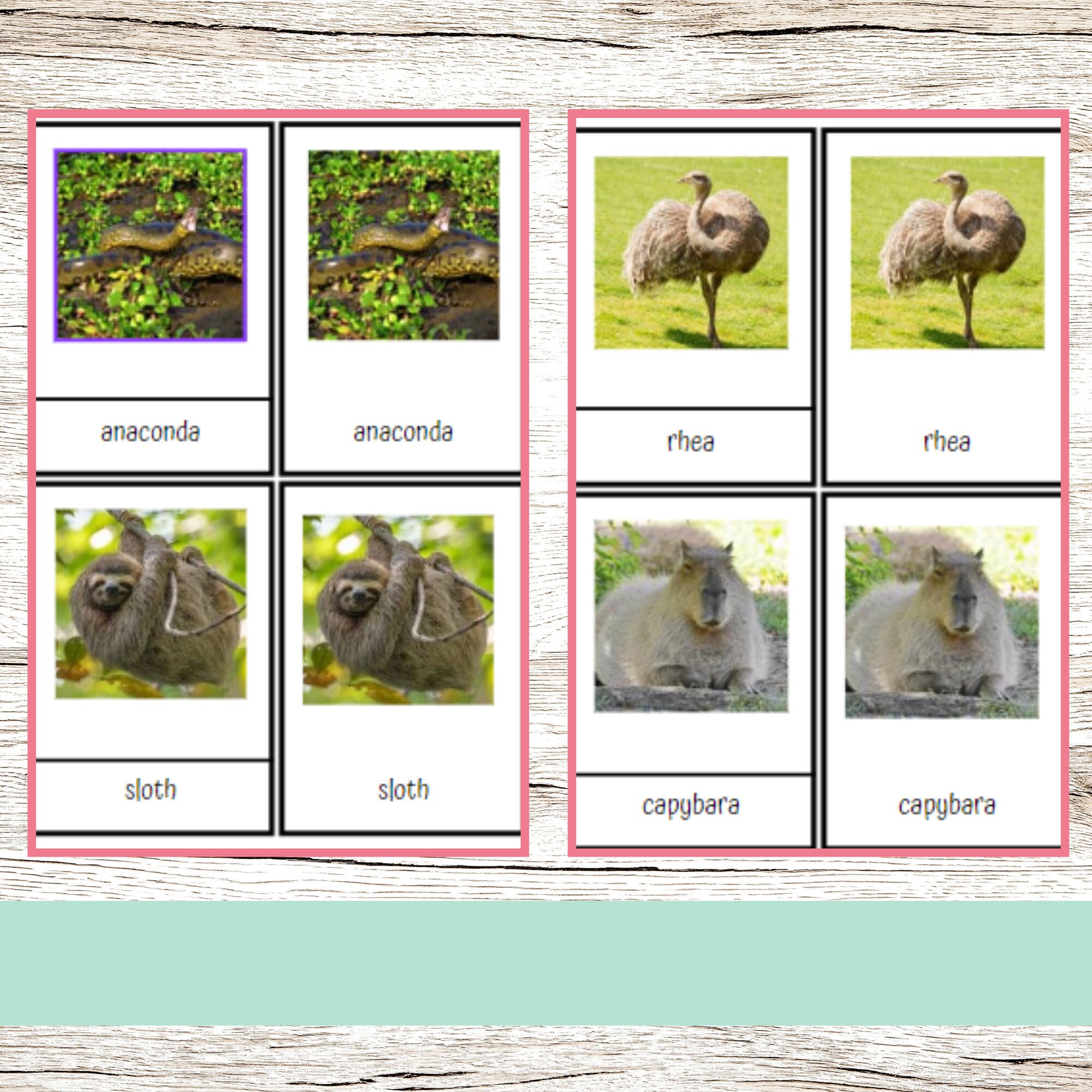 Animals World Montessori Cards, Animals Flash Cards, Three Part Cards ...