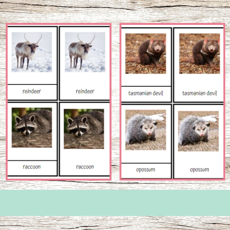 Animals World Montessori Cards, Animals Flash Cards, Three Part Cards ...