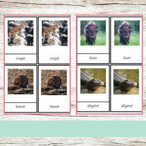 Animals World Montessori Cards, Animals Flash Cards, Three Part Cards ...