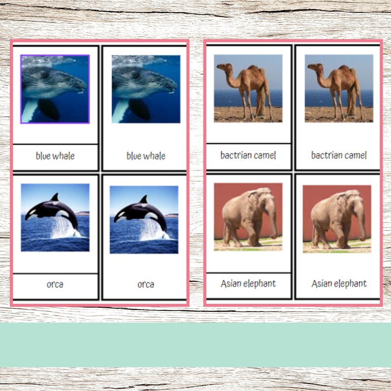 Animals World Montessori Cards, Animals Flash Cards, Three Part Cards ...