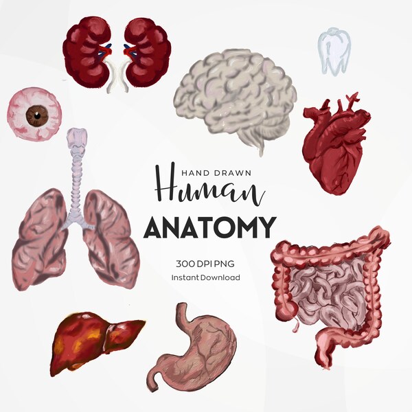 Medical Anatomy Digital Stickers Set for Goodnotes, Science Planner ...