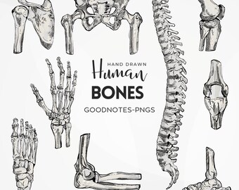 Human Anatomy Digital Stickers | Goodnotes Stickers, Digital Journal ...