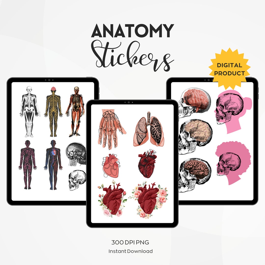 Anatomy Stickers Goodnotes - Med Student PNG - Etsy