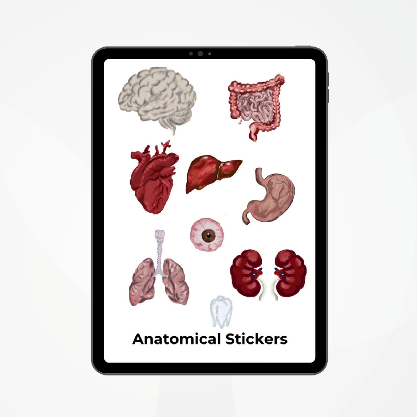 Human Anatomy Digital Stickers Goodnotes, Science Planner Stickers, Med ...