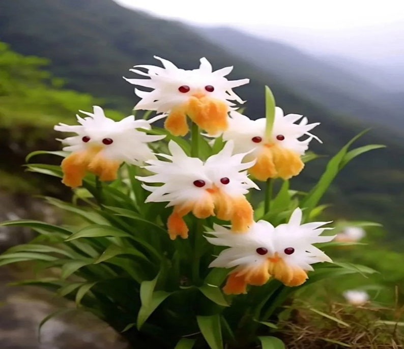 Orange Cat's Eyes Seeds, Dazzle Unique Flower Garden Planting, Flowers ...