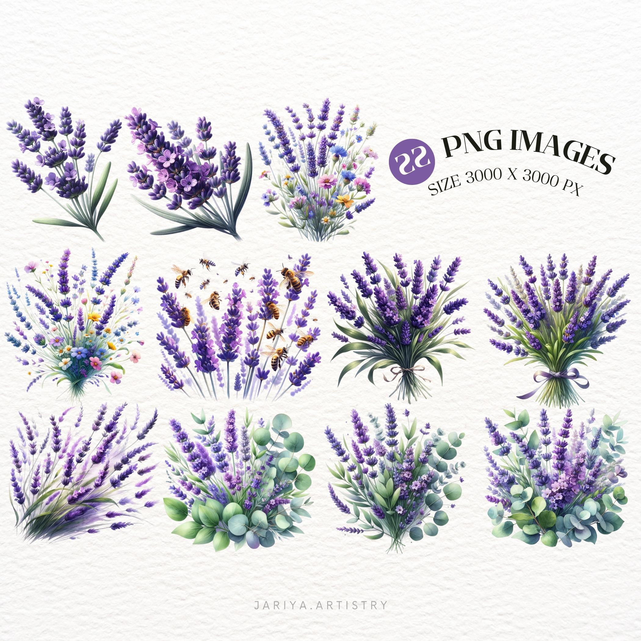Watercolor Lavender Clipart Bundle: Floral PNG (commercial Use ...