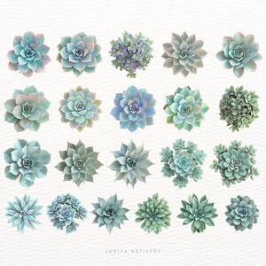 Beautiful Pastel Succulent Clipart Kawaii Echeveria Digital Art ...