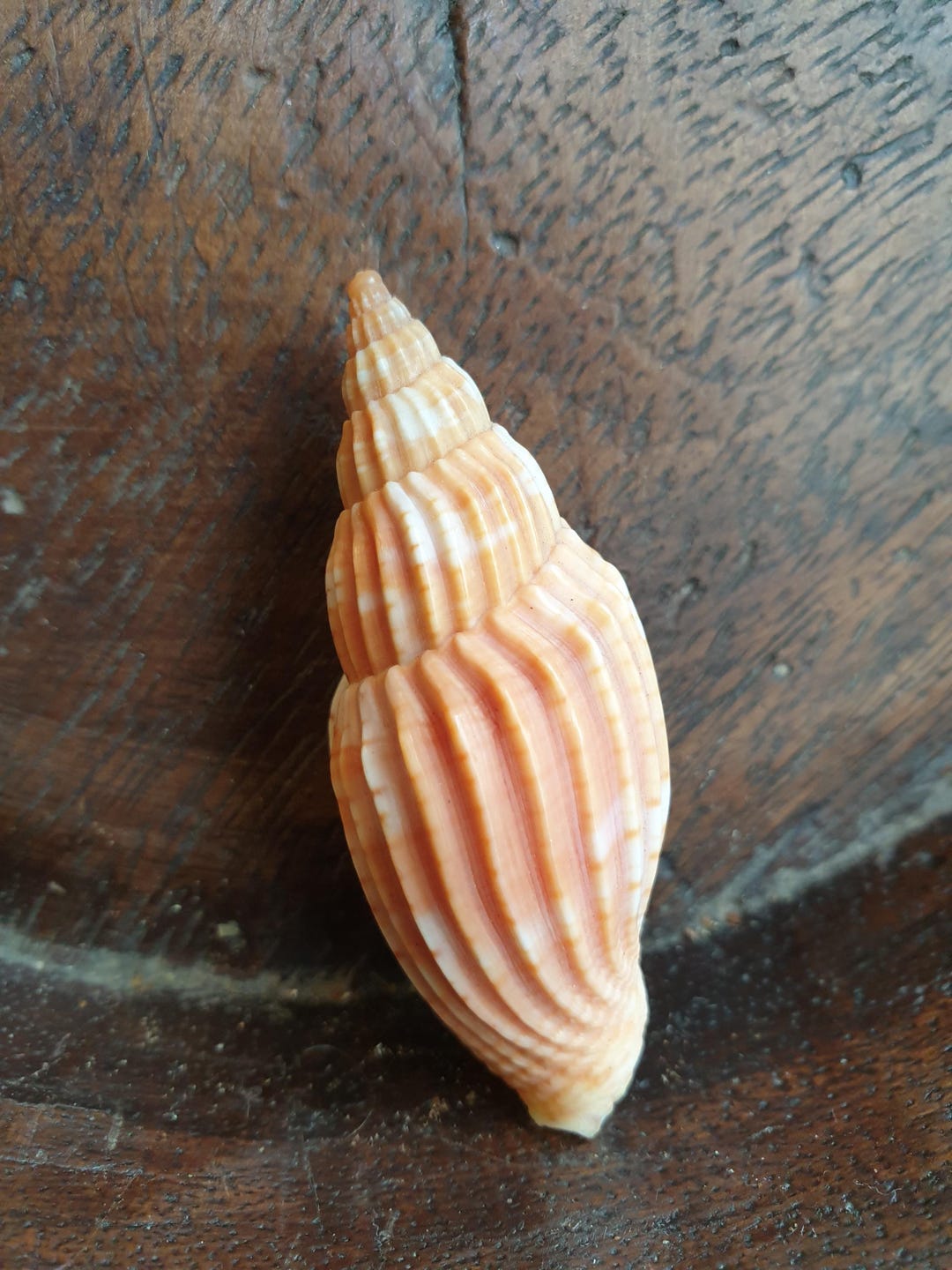 Volutidae Lyria | Natural Collectible Volute Tulearensis Shell From the ...