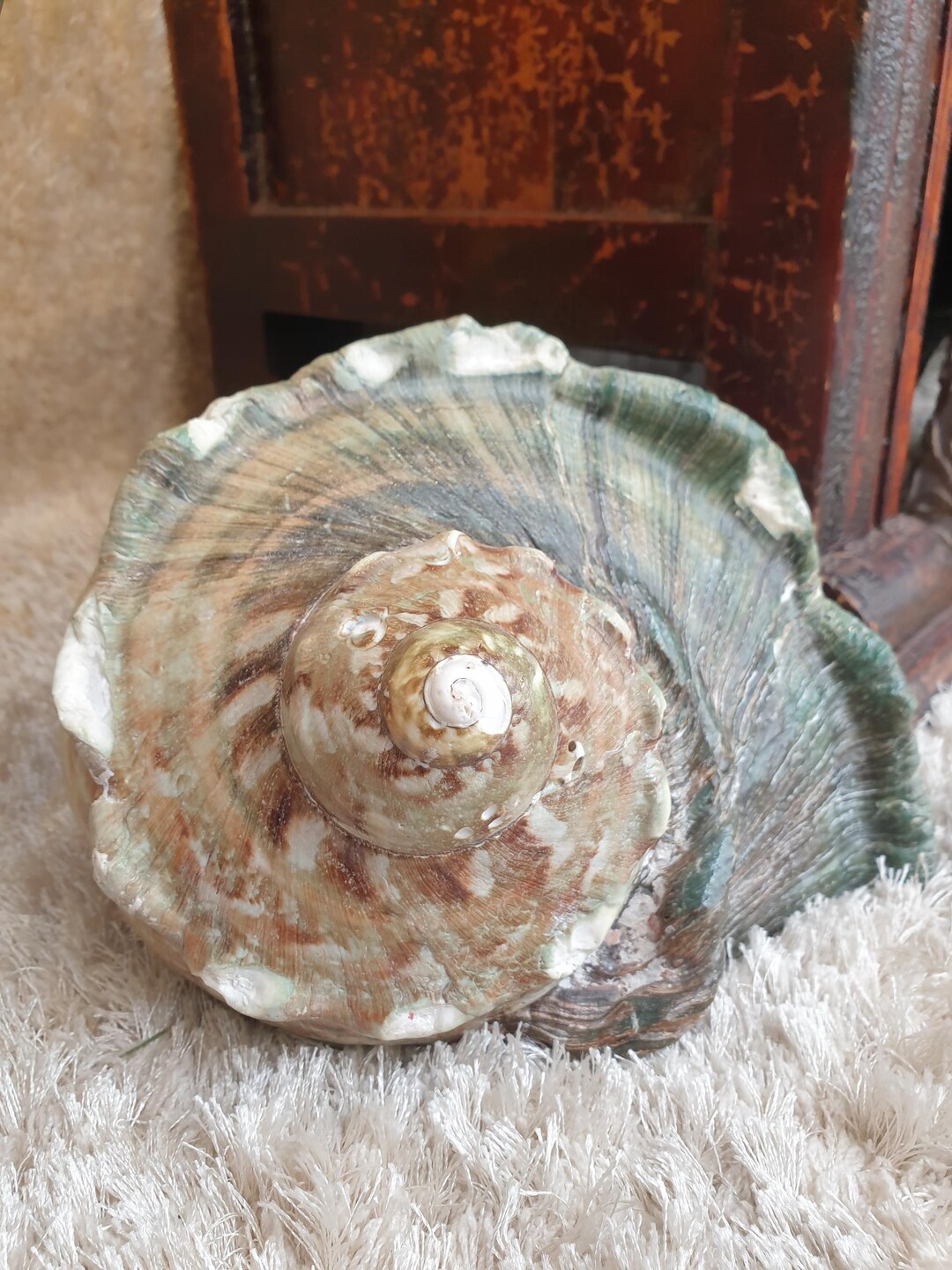 Turbo Marmoratus Giant Green Turban Natural Shell 21 Cm / 1514 Grams ...