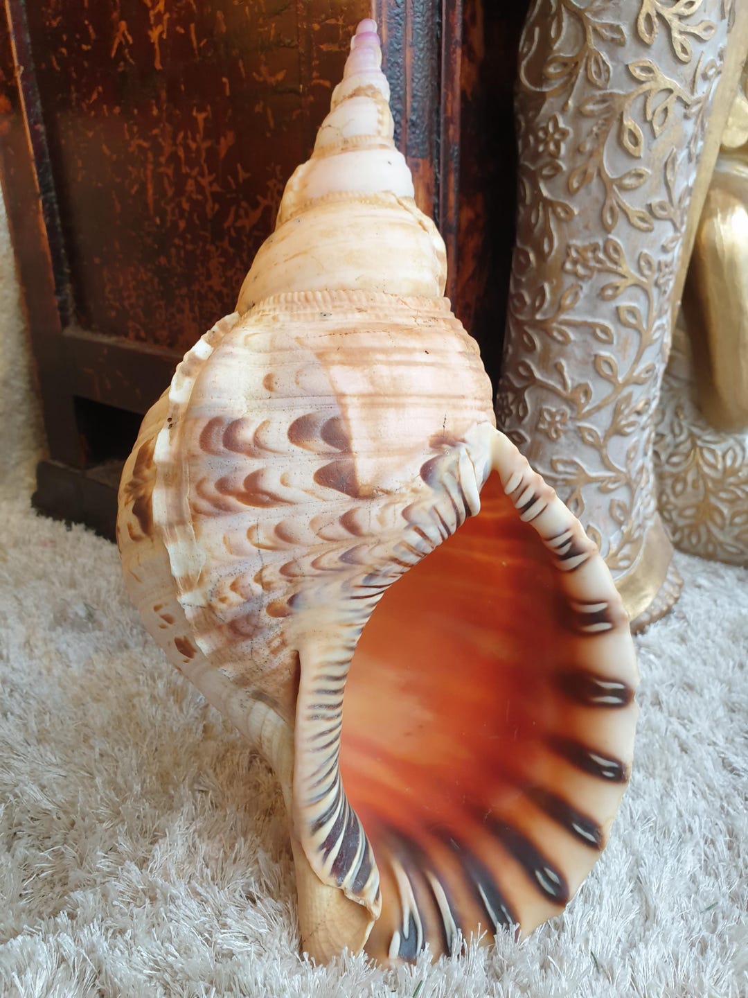 Charognia Tritonis Giant Triton Conch Trumpet Natural Shell 33 Cm / 643 ...