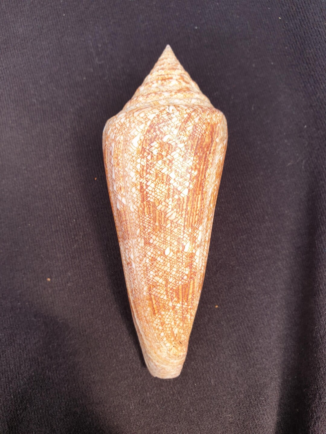 Natural Conus Gloriamaris Shell - “glory of the Sea”, Rare Decorative ...