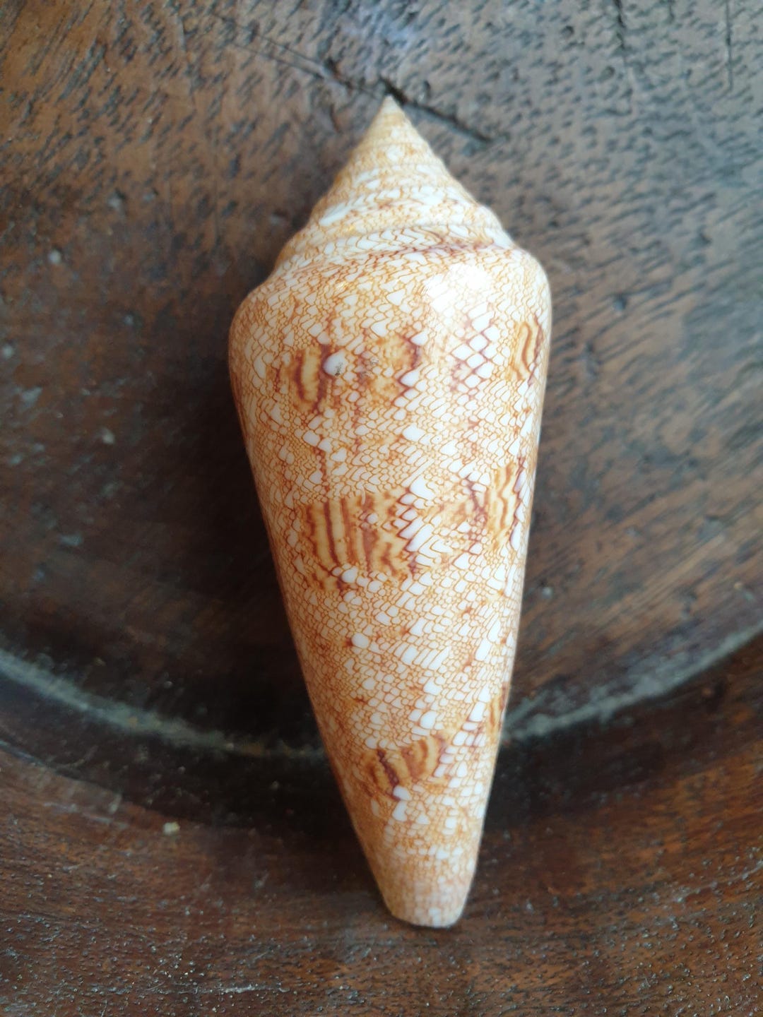 Conus Gloriamaris | Glory of the Seas Collector's Shell (8 Cm / 26 ...