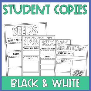 Life Cycle of a Plant Anchor Charts - 2nd 3rd Grade Life Science ...