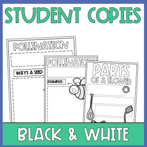 3rd Grade Science Anchor Charts Parts of a Flower and Pollination ...