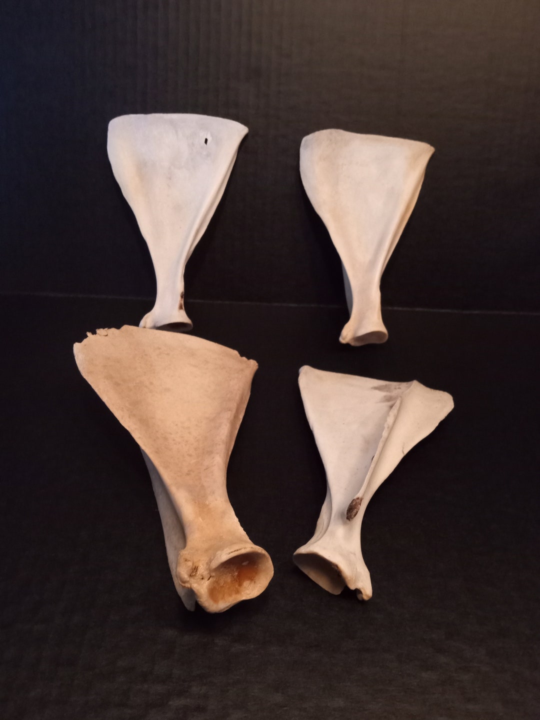 Real Deer Scapula Shoulder Blades Crafts Taxidermy - Etsy