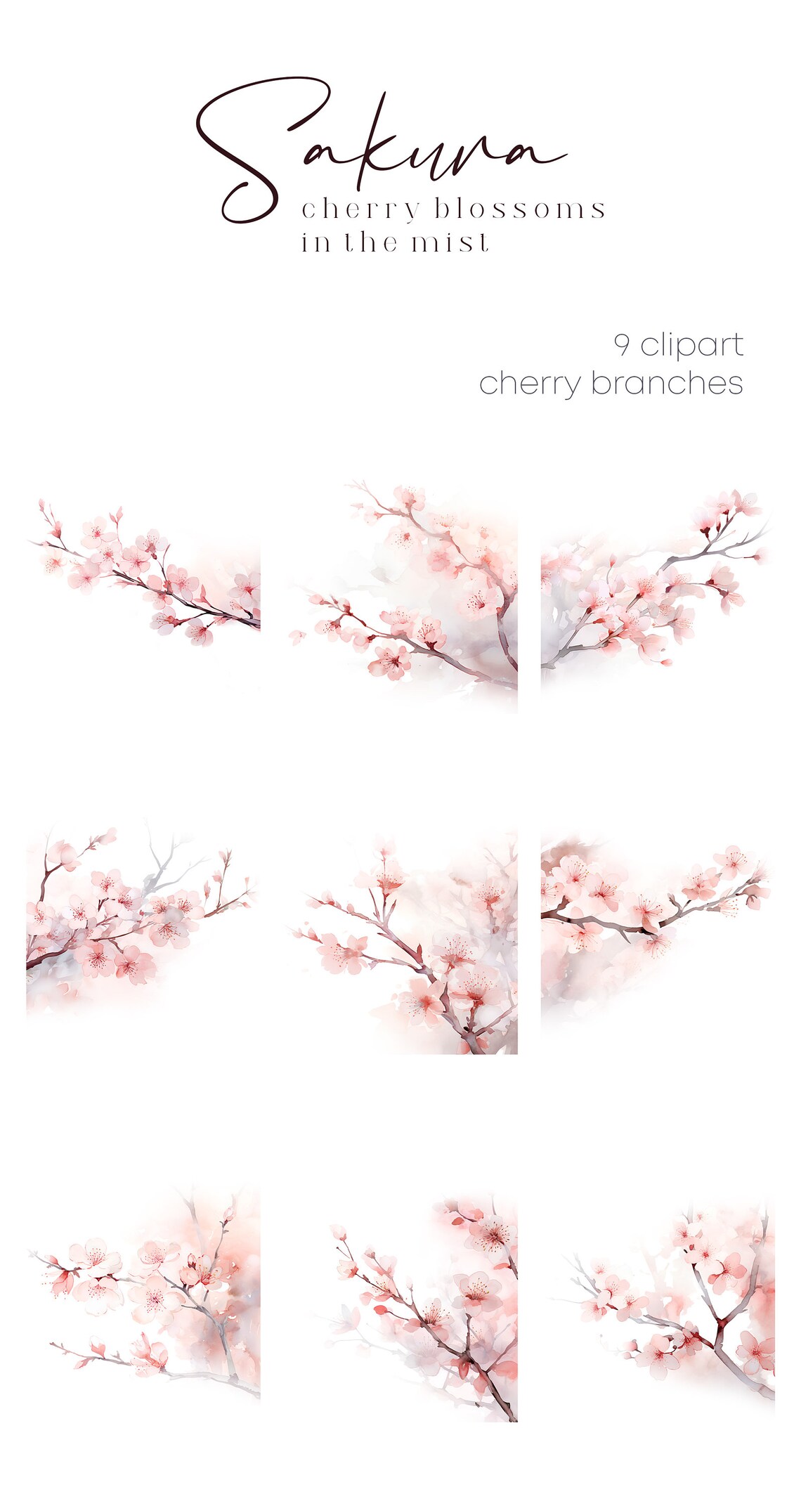 Watercolor Cherry Blossoms, Cherry Blossoms Clipart, Sakura Clipart ...