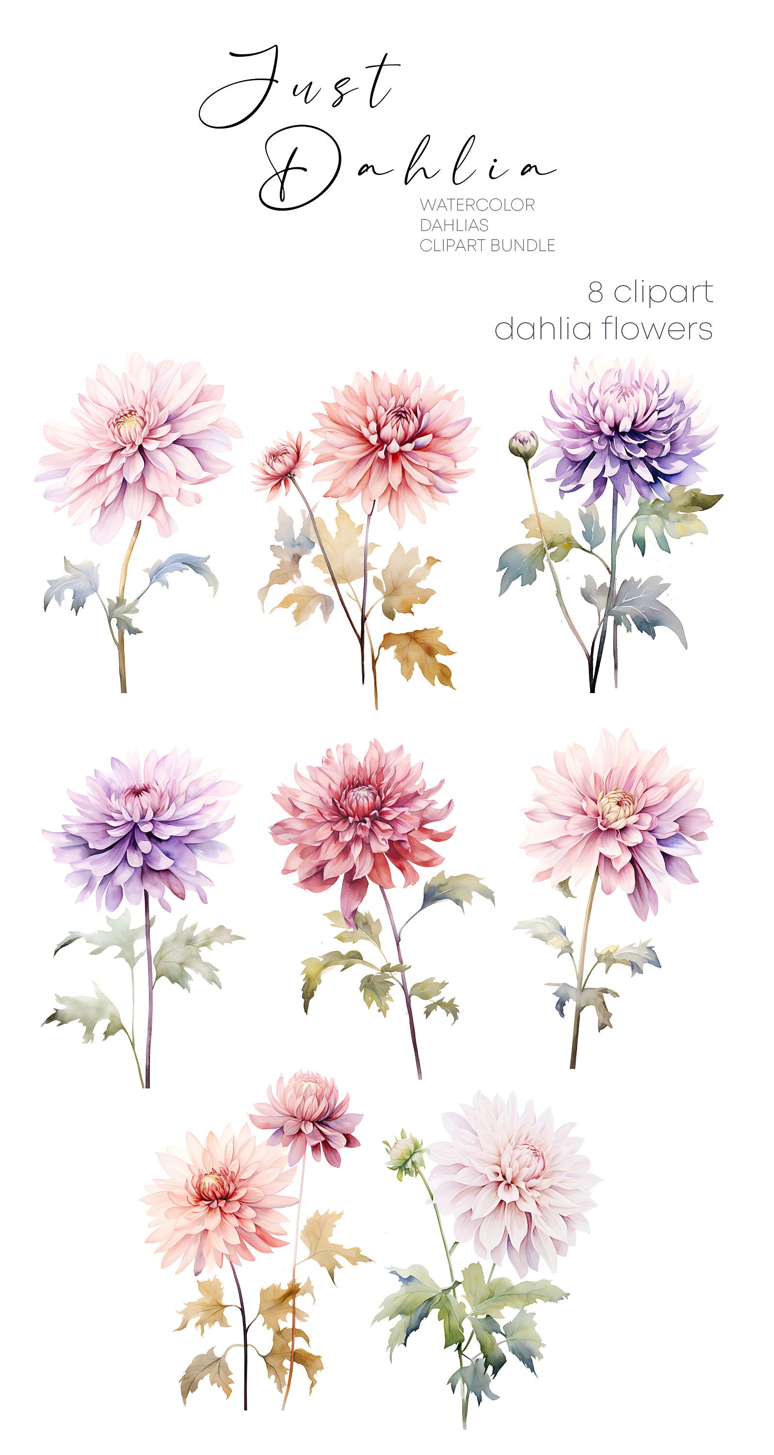 Watercolor Dahlia Flowers, Dahlia Flower Clipart, Dahlia Clipart ...
