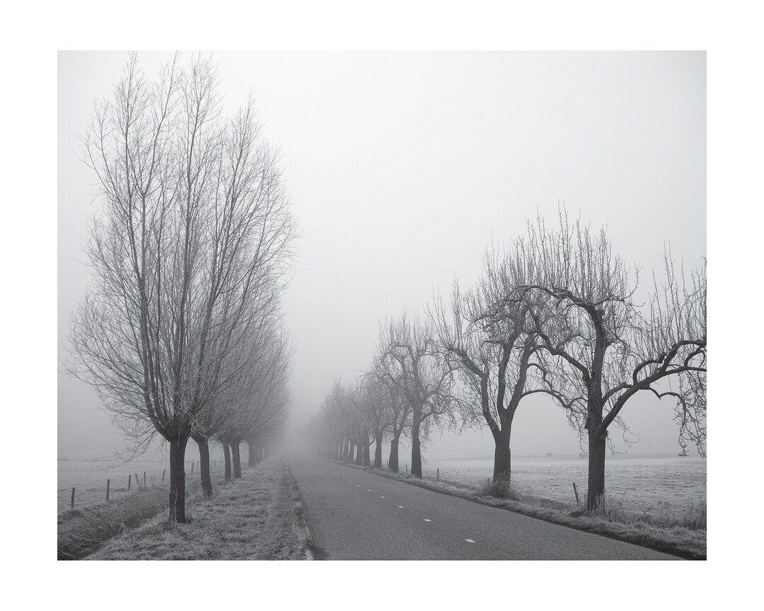 Old Tree Lined Road With Fog Haze Scene Landscape Image Black and White ...