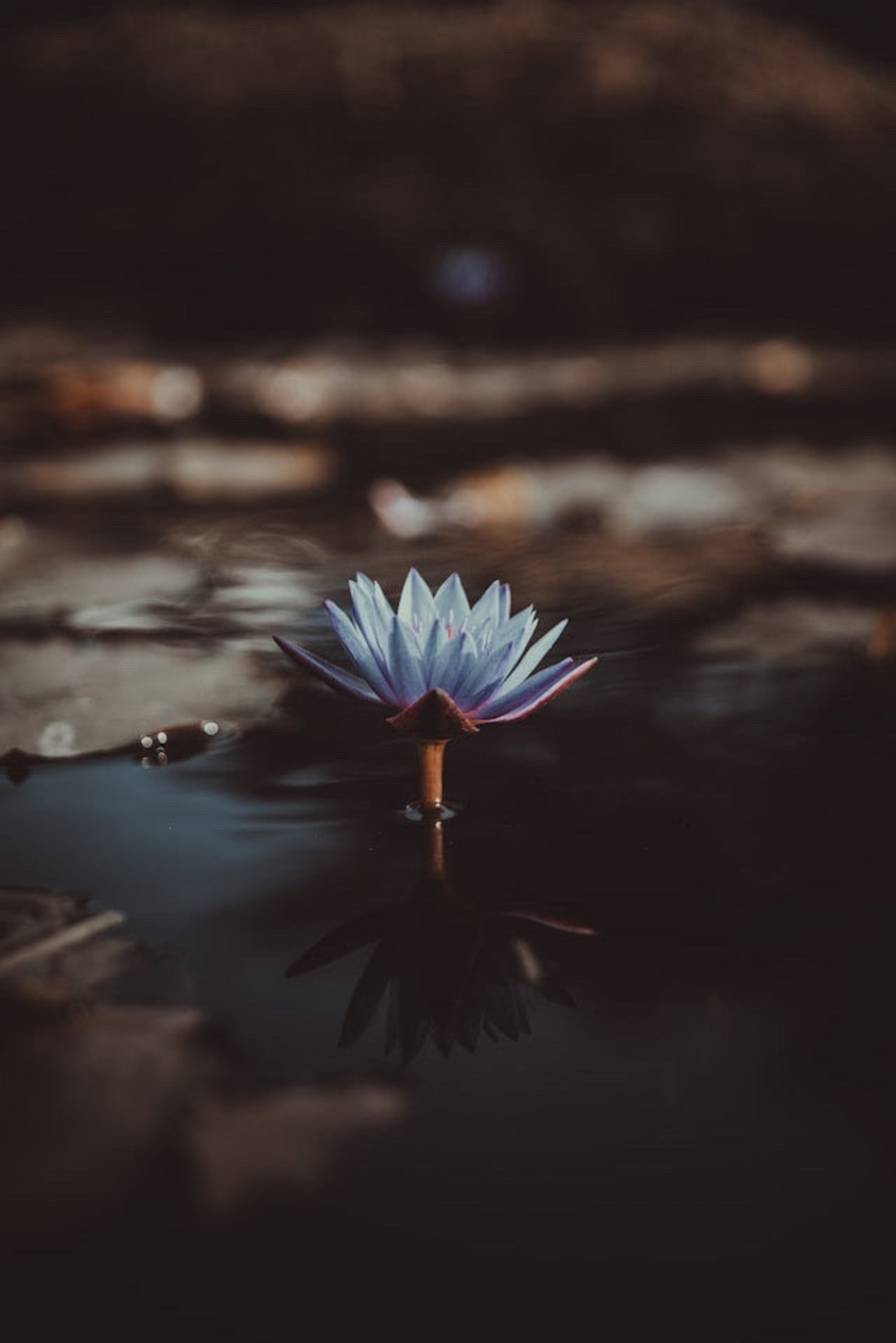 Blue Lotus High Frequency Flower whole Flower - Etsy
