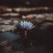 Blue Lotus High Frequency Flower whole Flower - Etsy