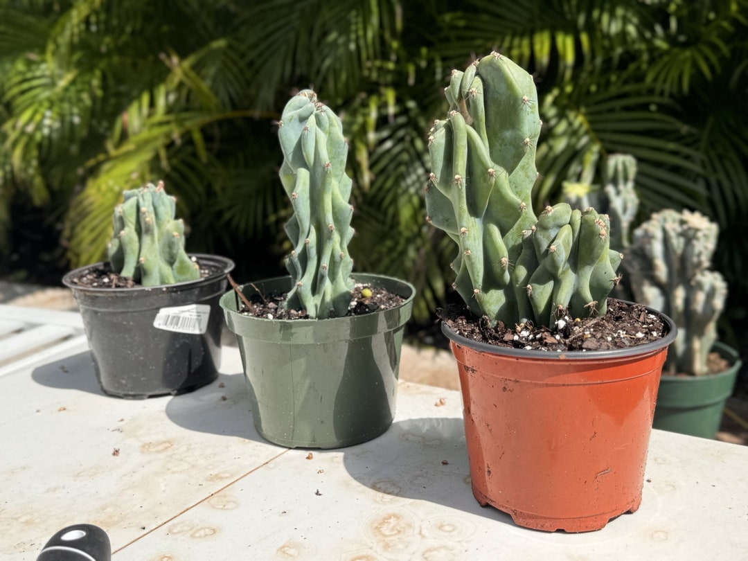 Monstrose Cactus Cutting rare Cactus Cereus Peruvianus Monstrose Live ...
