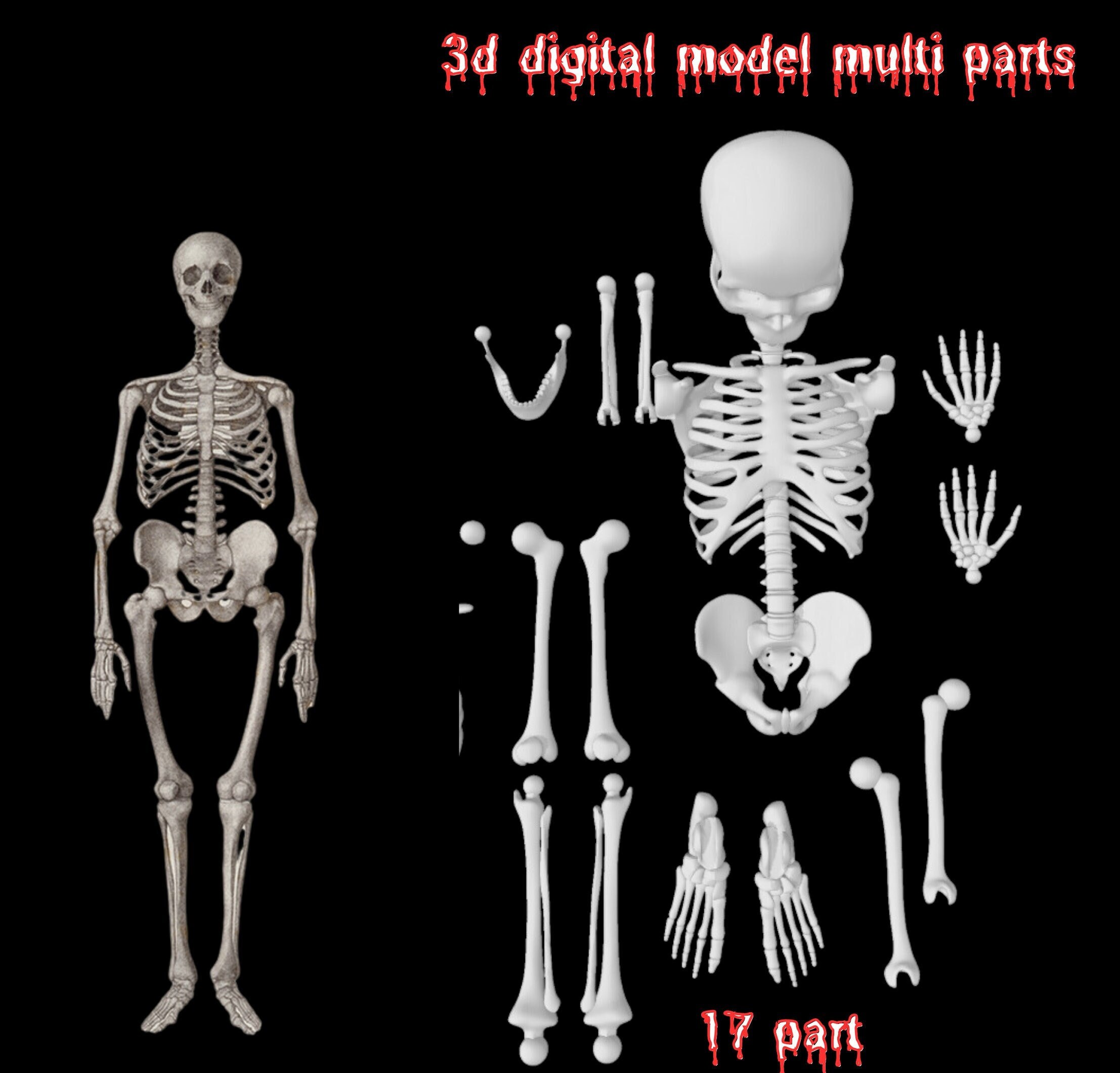 Skeleton 3D Model Printer Digital File - Etsy