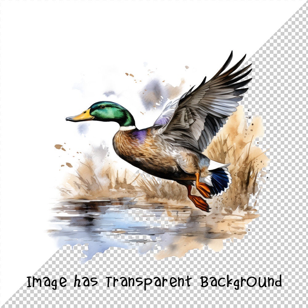 Mallard in Flight Duck Sublimation, Mallard Duck, Duck Hunt PNG, Wild ...