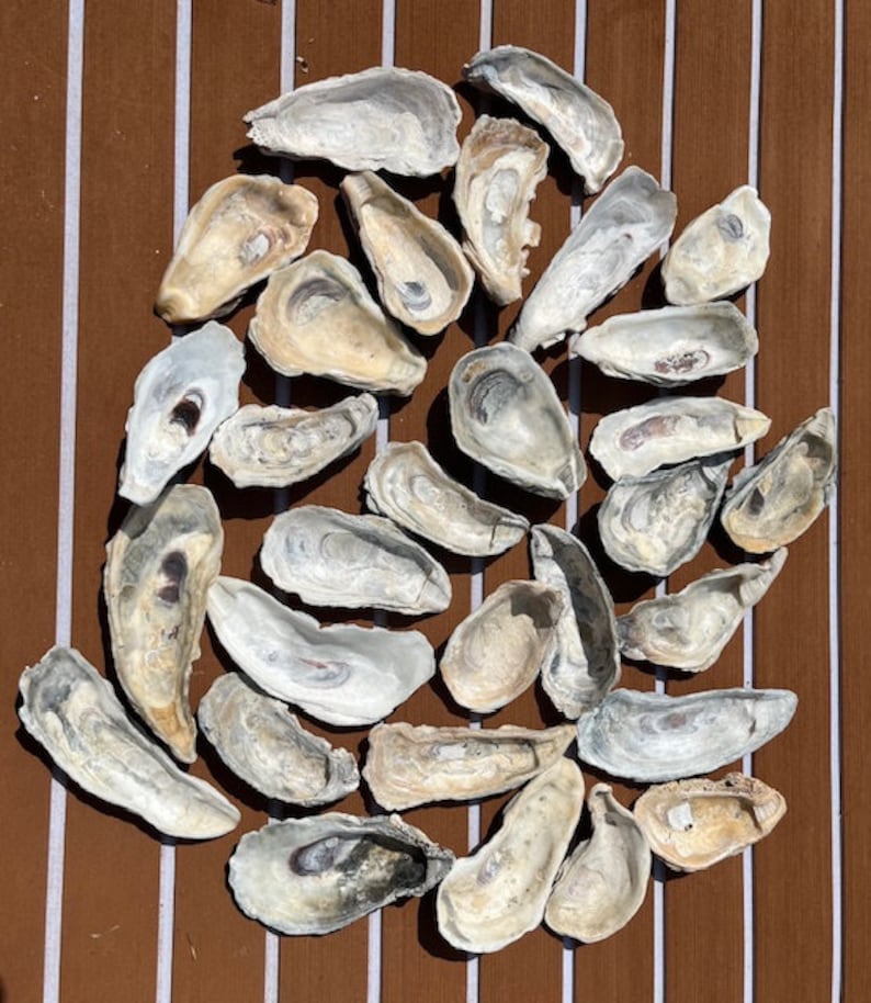 25 Oyster Shells From Charleston, SC - Etsy