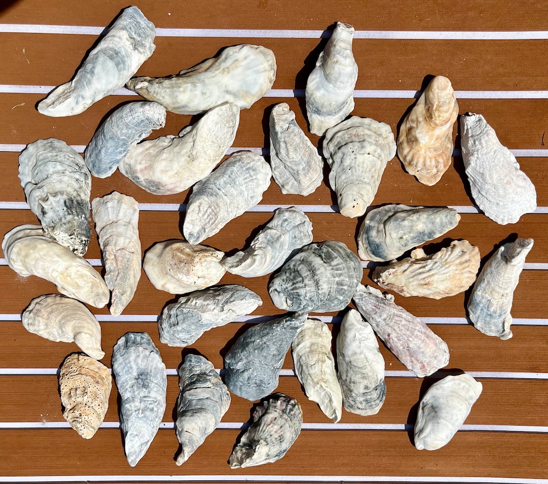 25 Oyster Shells From Charleston, SC - Etsy