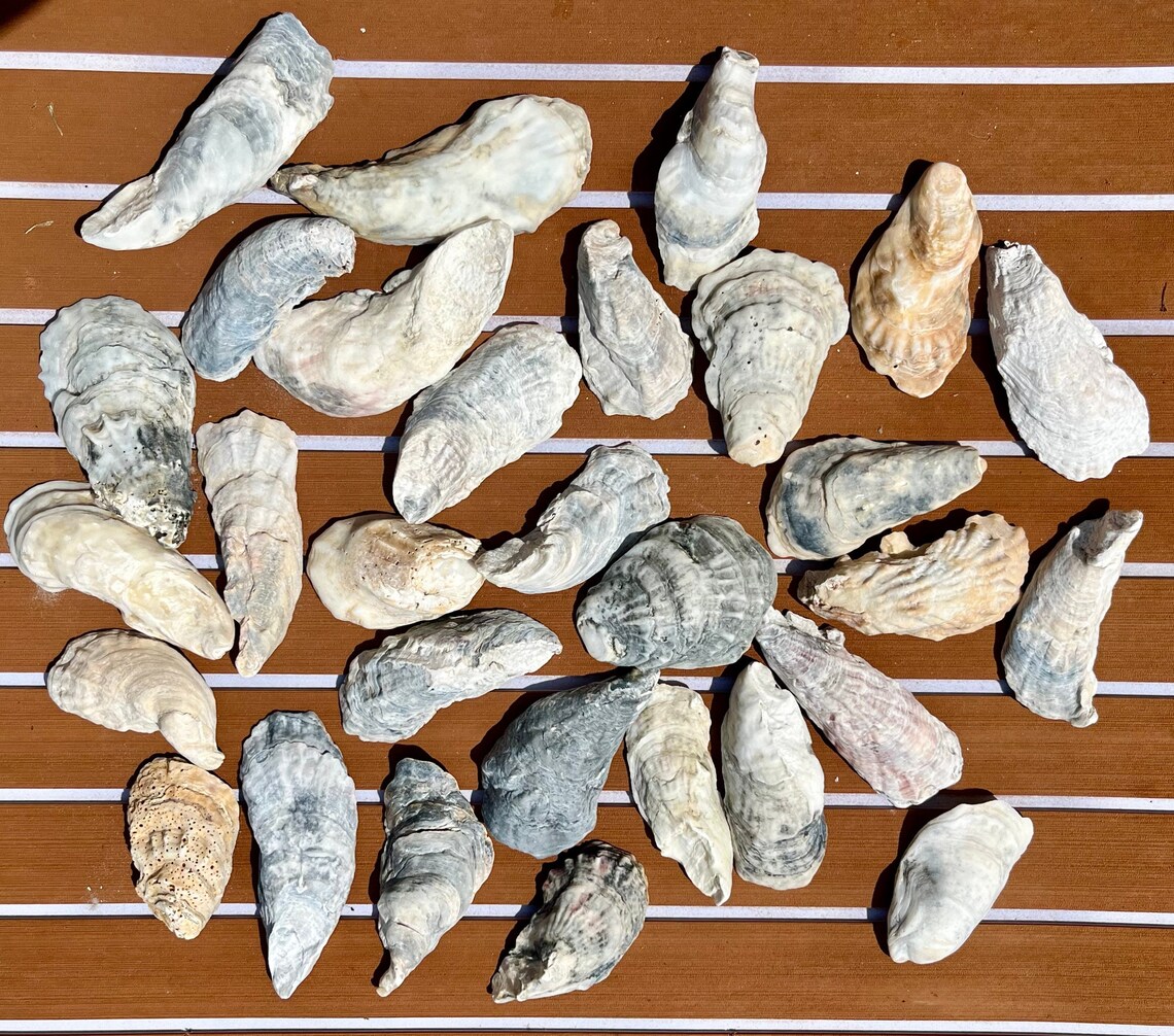 25 Oyster Shells From Charleston, SC - Etsy
