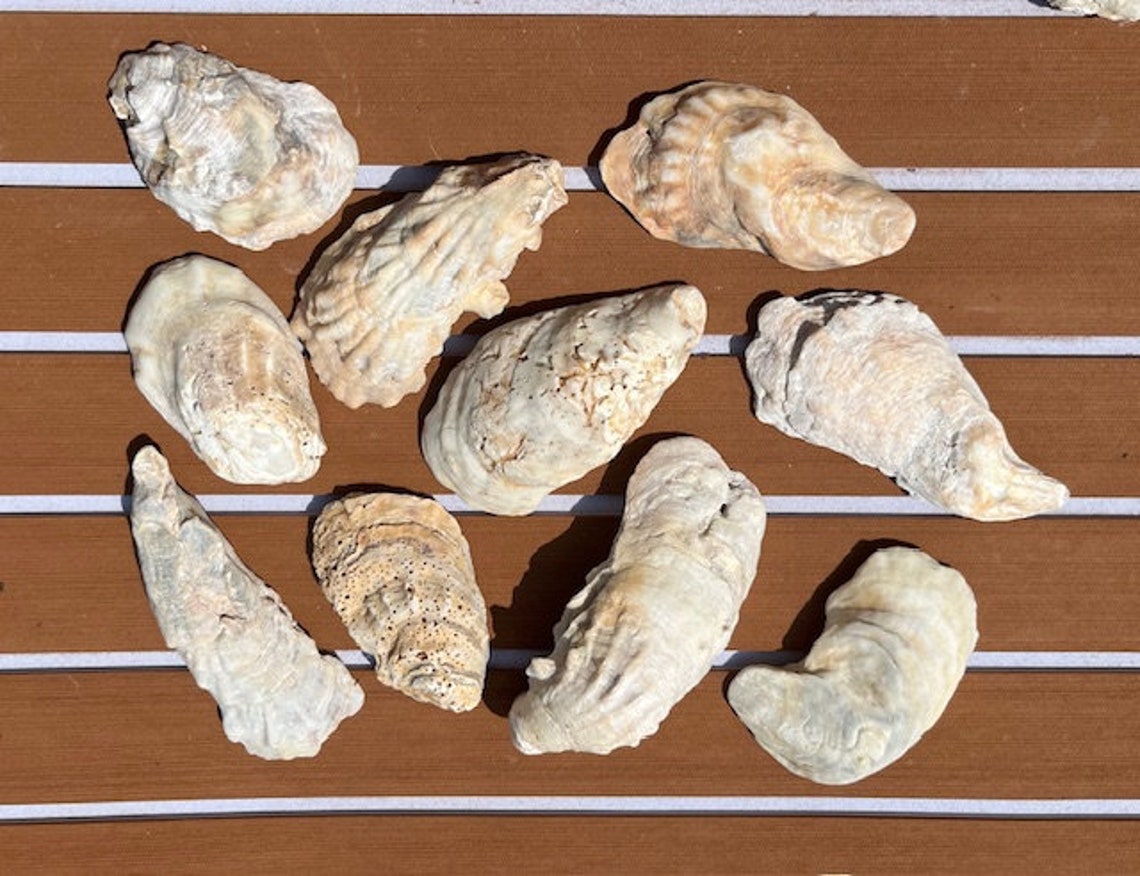 25 Oyster Shells From Charleston, SC - Etsy