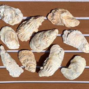 25 Oyster Shells From Charleston, SC - Etsy