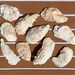 25 Oyster Shells From Charleston, SC - Etsy