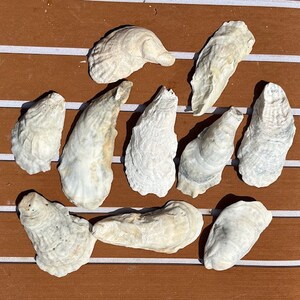 25 Oyster Shells From Charleston, SC - Etsy