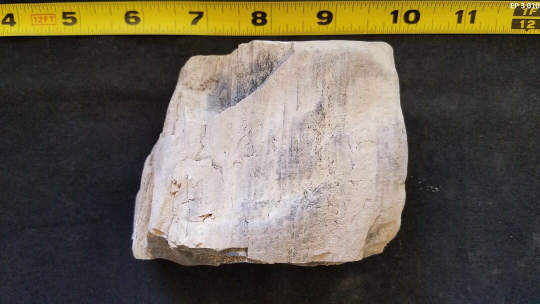 Tan Bark Agatized With Brown and Black Coloring Petrified Wood Raw ...