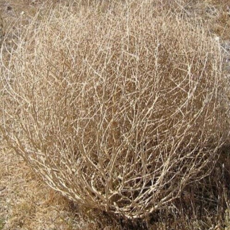 Tumbleweeds - Etsy