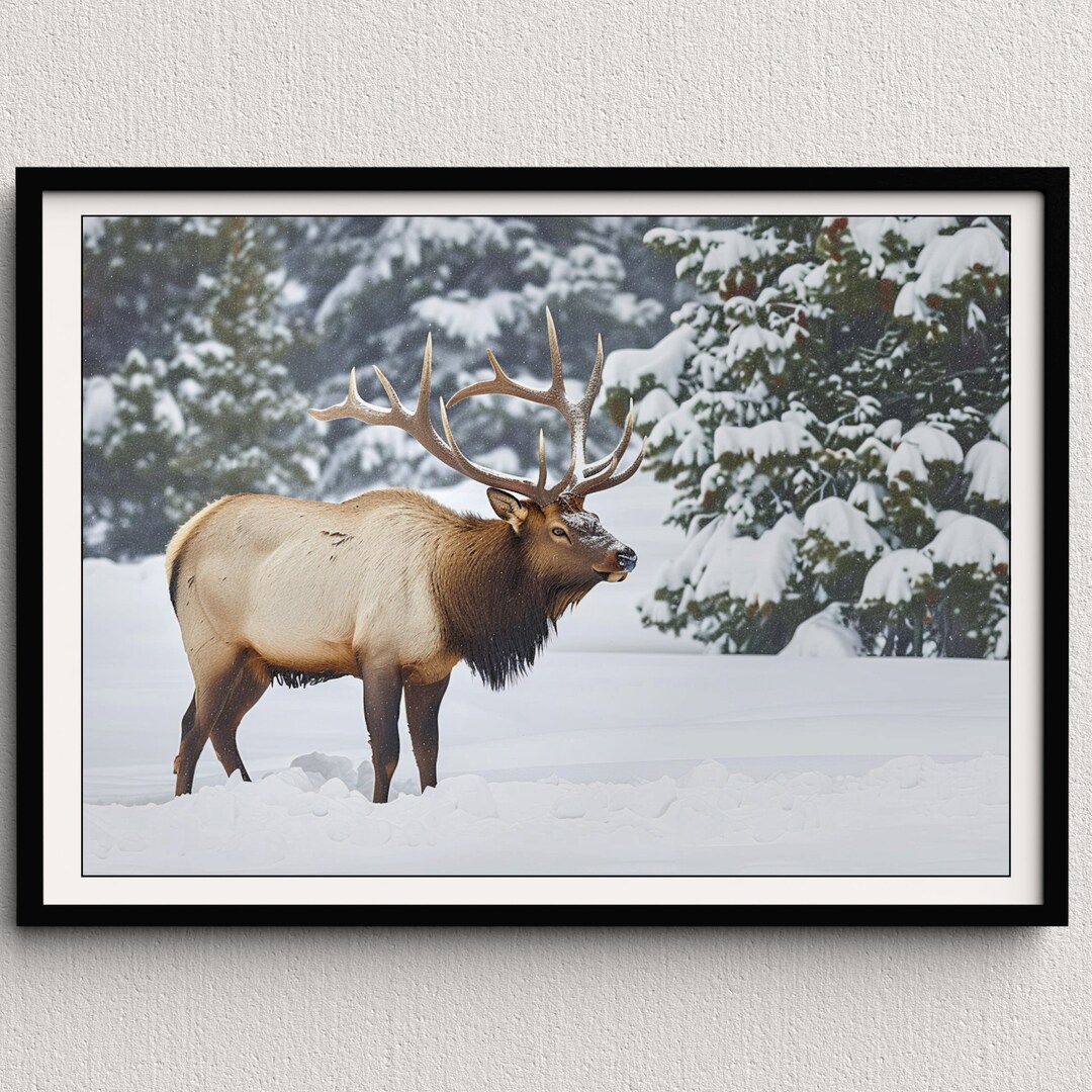 PRINT Elk Realistic Art in Montana Wall Art for the Animal Lover ...