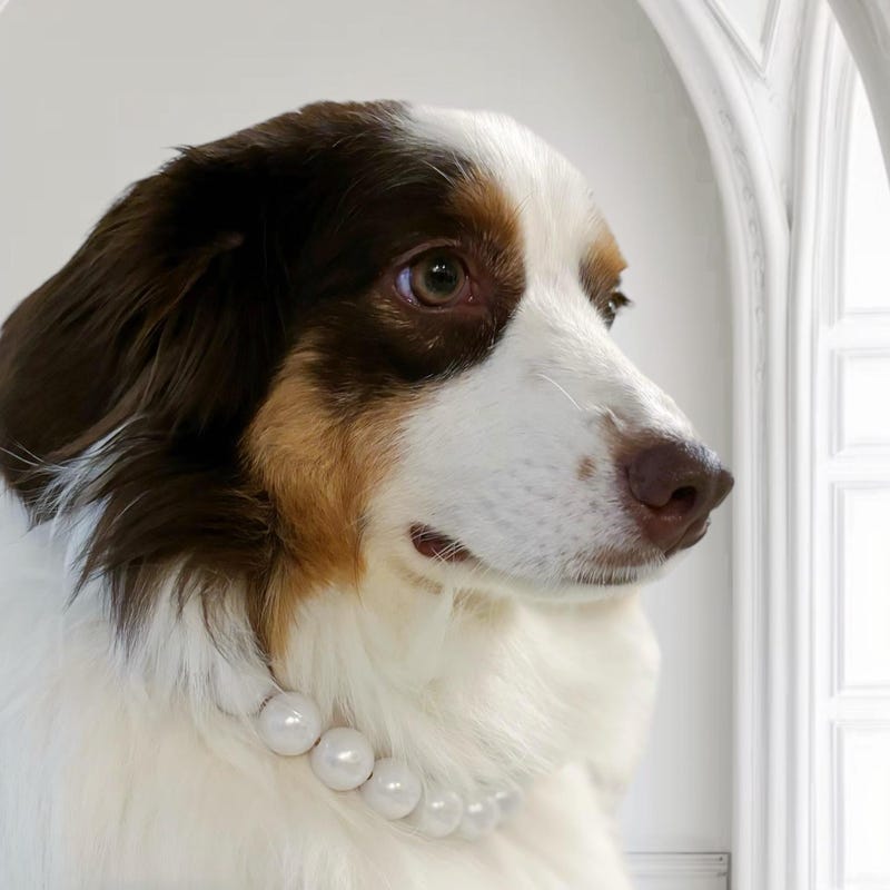 Jewelry for Dogs - Etsy