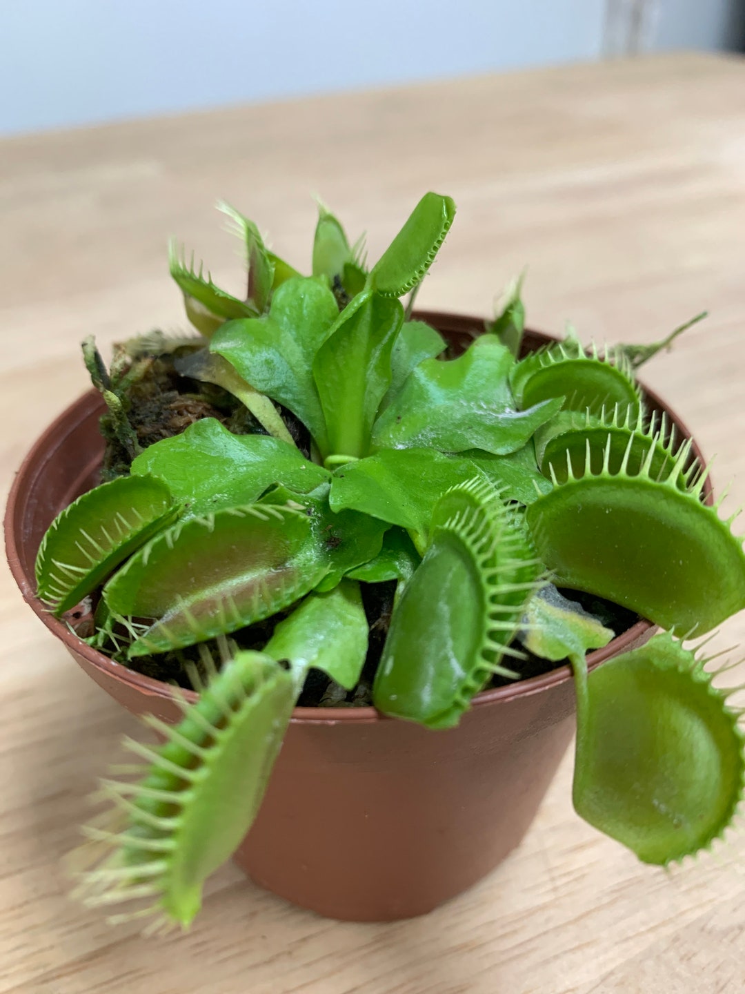 Carnivorous Venus Flytrap - Etsy