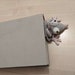 Dexter the Rat - Etsy
