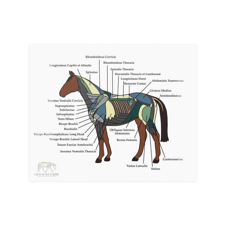 Equine Anatomy Satin Poster - Middle Muscle Layer - Etsy